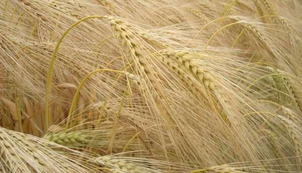 Beneficios de la cebada - Beneficios para la salud de la actividad ...