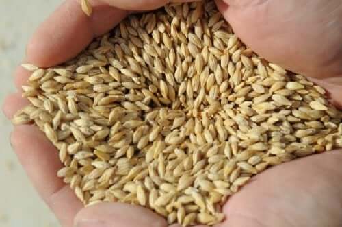 Beneficios de la cebada - Beneficios para la salud de la actividad ...